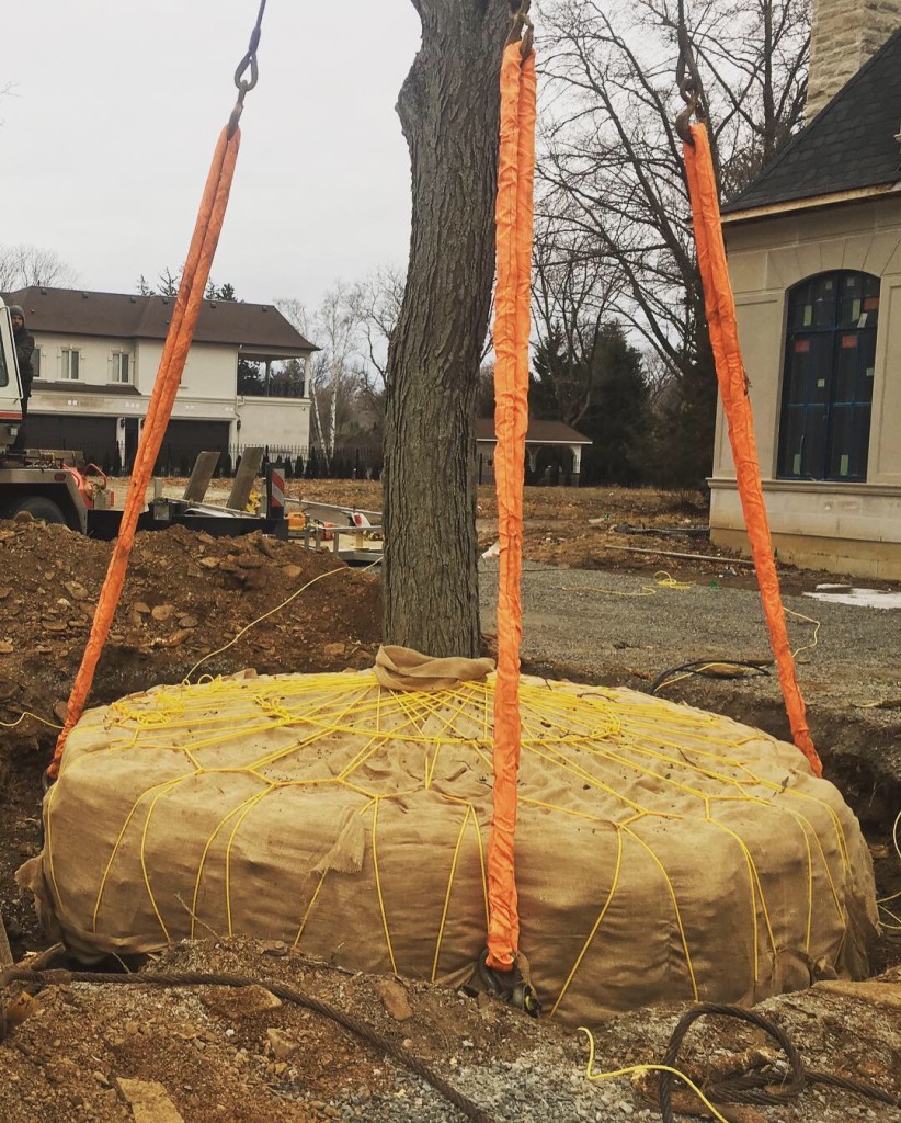 Yellow Locust Tree Move | Large Trees – Tight Spaces